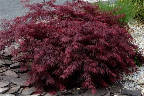 17 Of The Best Dwarf Japanese Maple Varieties Improve My Home 24