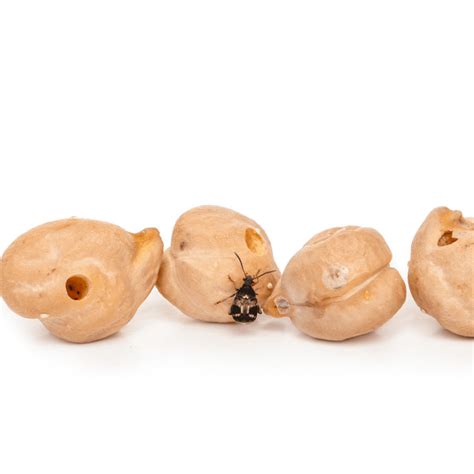 Cowpea Weevil Get Rid Of Cowpea Weevils