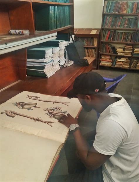 Anatomy Universityofibadan Art Francisadeniran Francis Temitope