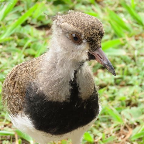 Birdier • Vanellus Chilensis By Patrícia Nicoloso