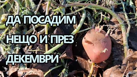 Засаждане на картофи в последния хубав слънчев ден за годината Tonys