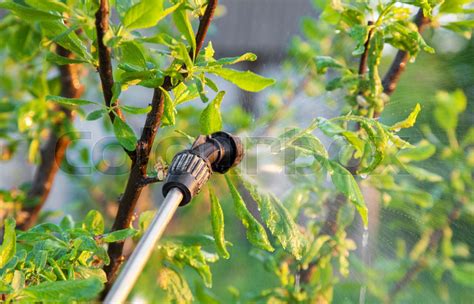 Spraying Trees With Pesticides Stock Image Colourbox