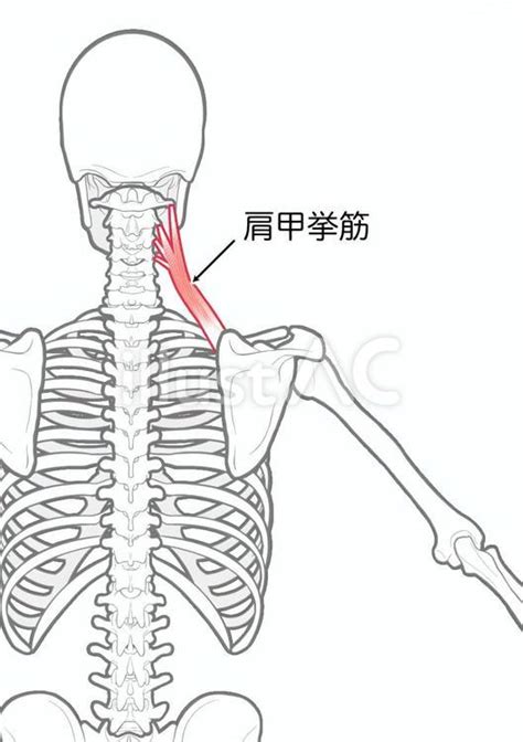 免费矢量 肩胛提肌
