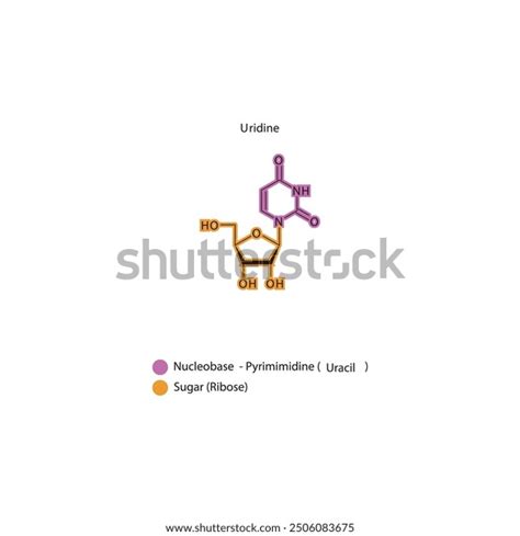 Uridine Skeletal Structure Schematic Illustration Nucleoside Stock Vector Royalty Free