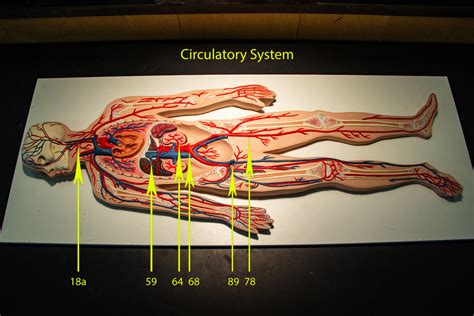 Lab Practical Circulatory System Diagram Quizlet