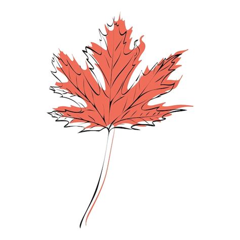 Premium Vector Vector Illustration Of A Maple Leaf Maple Tree Autumn Element For Composition