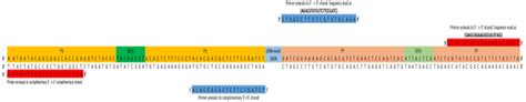 Solved The Cdna Insert Pictured Above Is Double Stranded