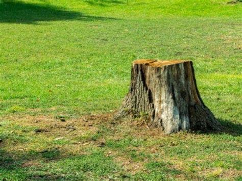 Why You Need To Get Rid Of That Tree Stump New England Home Shows MA RI