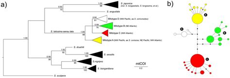 Genealogic Relationships Within Saccharina Based On Mtcoi Sequence