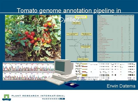 Tomato Genome Annotation Pipeline In Cyrille 2 Erwin