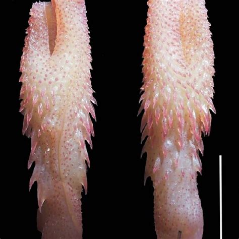 The Hemipenis Of Coronella Austriaca Nmnhs Iii 1348 Sulcate Left