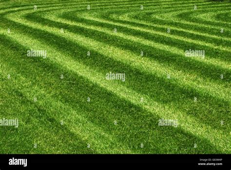 Parallel Lines Mowed Grass In Park As Background Stock Photo Alamy