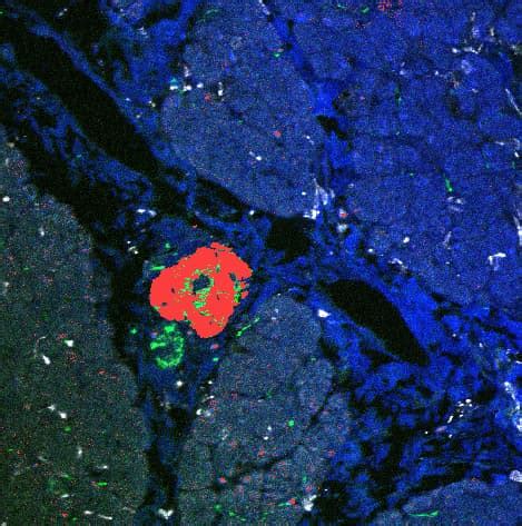 Use Script To Save Image With Threshold Overlay In QuPath Usage Issues Image Sc Forum