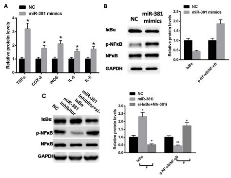 Increased Mir 381a 3p Contributes To Osteoarthritis By Targeting Ikbα