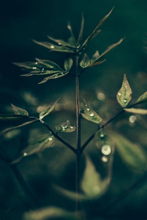 Естетика після дощу краплі дощу Рослини природа