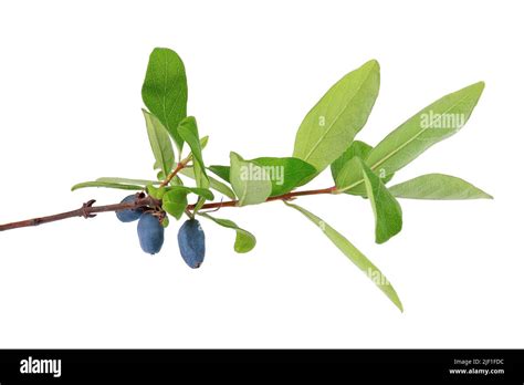 Honeysuckle Twig With Green Leaves Isolated On White Background Ripe