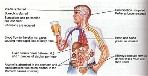 Alcohol And Exercise Its Effects On Your Body Body Possible