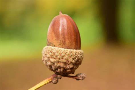 Acorn Education Inspirational Education
