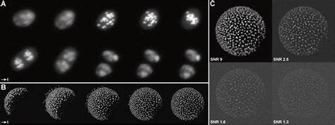 Maximum Intensity Projections Of Simulated Benchmark Images A Download Scientific Diagram