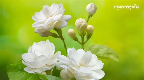 ดอกมะลิ ราคาพุ่ง ใกล้วันแม่แห่งชาติ