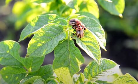 Як за допомогою нехитрого засобу позбавитися колорадського жука на городі Читайте на Ukr Net