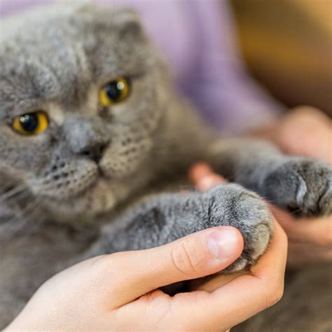 Cat Declawing Chart
