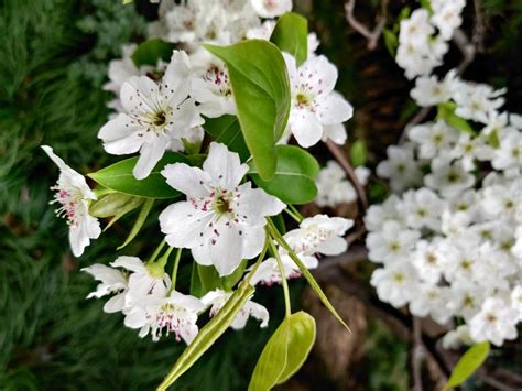 Howto Clap 知乎 Howto Clap 知乎