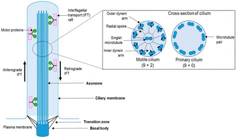 Primary Cilia Structure