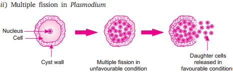 Multiple Fission In Plasmodium