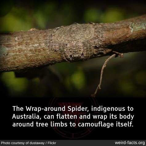 50 Colorful Facts About Birds And Their Behavior Artofit