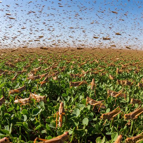 The Bug Farms On Instagram The Most Destructive Insect 🐛 Believed To Be The Desert Locust