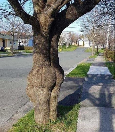 Even Trees Are Being Sexualized R Mendrawingwomen Even Trees Are Being Sexualized R Mendrawingwomen