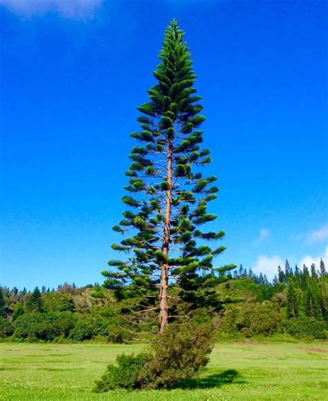 Coniferous Trees In Hawaii At Bruce Green Blog