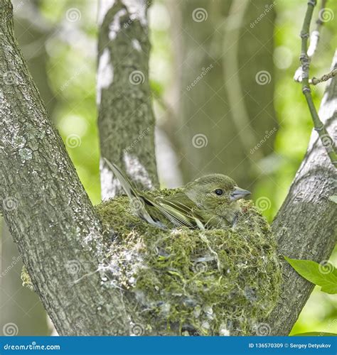 The Nest Of The Common Finch Fringilla Coelebs With Eggs Stock Image