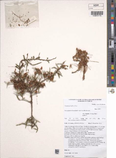 Small Seeded Dodder Small Seeded Alfalfa Dodder Red Dodder Strangle Weed Dodder Alfalfa