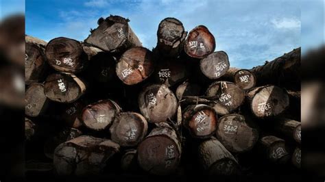 Unsustainable Logging In The Solomon Islands Threats To Ecosystems Cultures And Communities