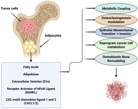 Adipocytetumor Interactions In The Bone Marrow Niche Implications For