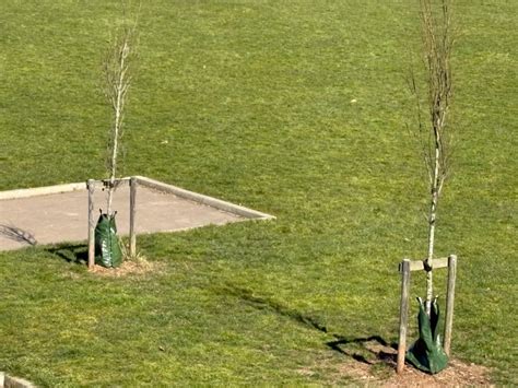 Tree Protection Fencing Tree Assist