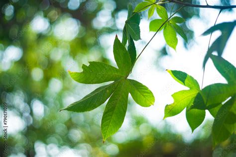 Visible Artifacts Usually In The Shape Of The Aperture Made By The Iris Diaphragm Are Formed