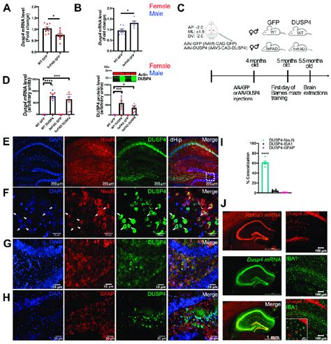 Aav5 Mediated Overexpression Of Dusp4 In Dorsal Hippocampus Dhc Of Download Scientific