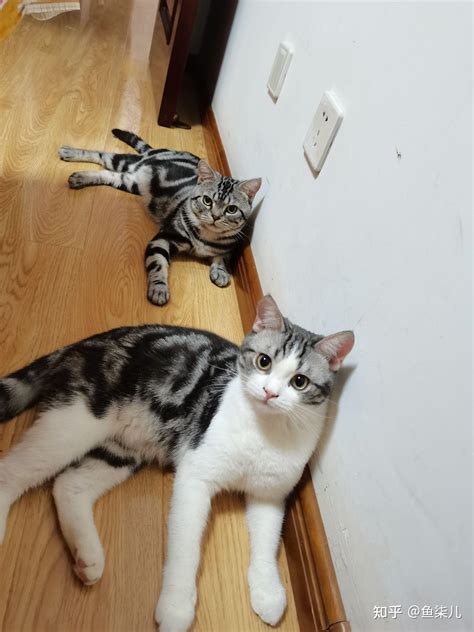 猫咪为什么会经常打架呢 知乎