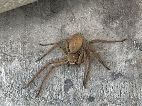 Female Heteropoda Venatoria Huntsman Spider In San Diego California