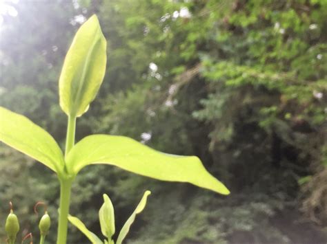 무료 이미지 나무 잎 녹색 식물학 노랑 플로라 야생화 아룸 꽃 피는 식물 육상 식물 3055x2291 150268 무료 이미지 Pxhere