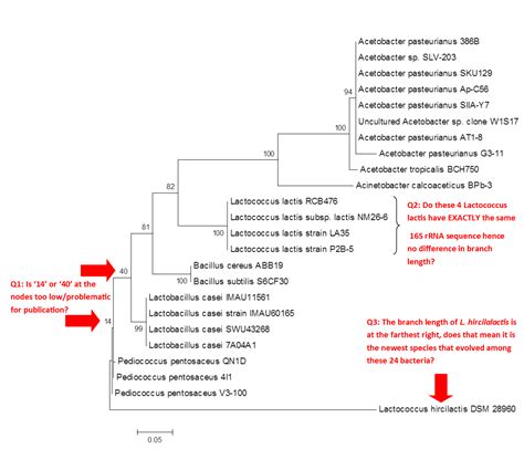 how to solve low bootstrap on the phylogenetic tree