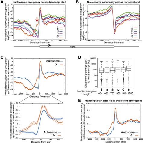 Higher Nucleosome Occupancy On X Promoters Normalized Embryo Download Scientific Diagram