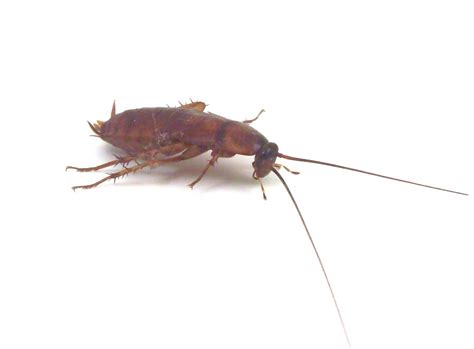 赤いゴキブリみたいな虫の種類は危険でヤバい？クロゴキブリの幼体の画像と写真付き注意 生物モラトリアム