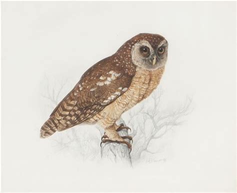 Arthur Howard Barrett Arthur Howard Barrett South African 1916 Pearl Spotted Owlet