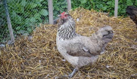 Ameraucana Chicken Colors Farmhouse Guide