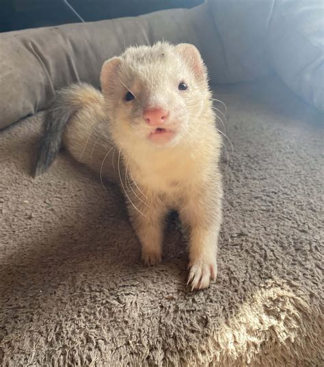 [100 ] Bilder Von Frettchen