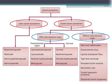 Imaging In Spinal Dysraphism Pptx Brain And Nervous System